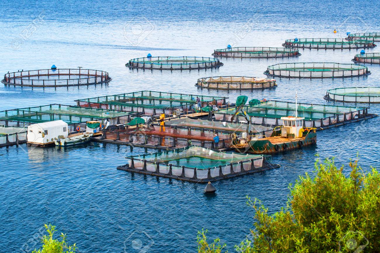 Fish Farm Architecture